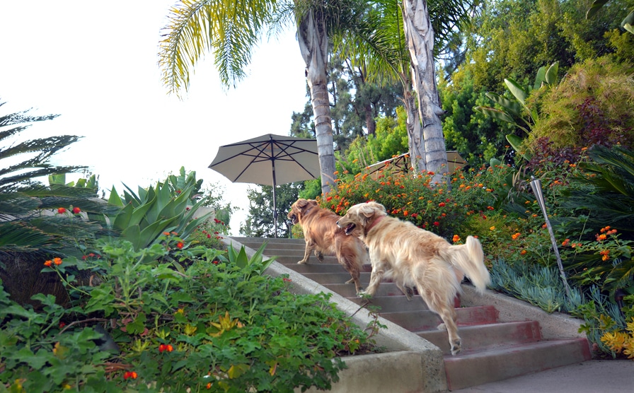 Elegant Silver Lake Stunner With Dazzling Pool & Yard!
